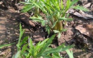 藜蒿什么时候种_藜蒿怎么种