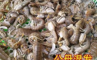 富贵虾和皮皮虾的区别_哪个更好吃