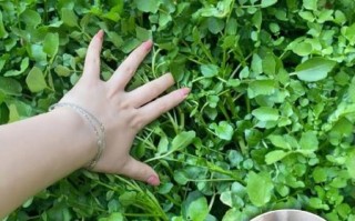 豆瓣菜图片是西洋菜吗_豆瓣菜和西洋菜区别