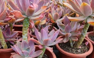 太妃糖多肉怎么养_太妃糖多肉掉叶子怎么办