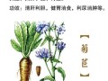 菊苣的别名叫什么_菊苣别名有哪些