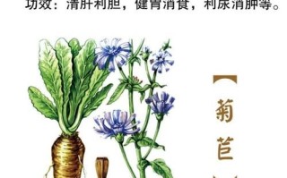 菊苣的别名叫什么_菊苣别名有哪些