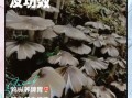 鸡枞菌的功效与作用_鸡枞菌怎么吃最营养