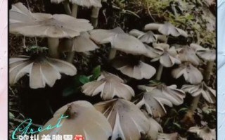 鸡枞菌的功效与作用_鸡枞菌怎么吃最营养