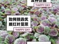 苋菜是什么菜_苋菜有哪些营养价值