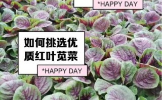 苋菜是什么菜_苋菜有哪些营养价值