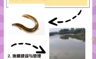 泥鳅养殖一亩利润多少_泥鳅养殖技术难不难