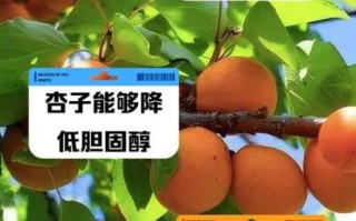 杏子的功效与作用及禁忌_杏子吃多了有什么副作用