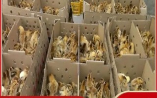 鸡苗批发市场在哪里_鸡苗批发价格多少钱一只
