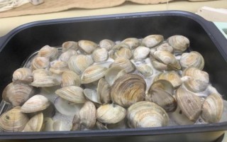 白贝怎么清洗才干净_白贝焯水几分钟最佳