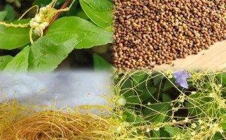 菟丝子副作用有哪些_菟丝子毒性大吗