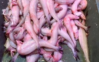 豆腐鱼有刺吗_豆腐鱼刺多不多