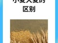 大麦和小麦的区别图片_如何一眼分辨