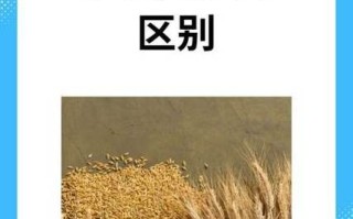 大麦和小麦的区别图片_如何一眼分辨