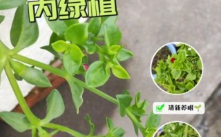 田七苗图片长什么样_田七苗与三七苗区别