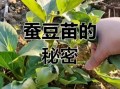 蚕豆苗图片怎么拍_蚕豆苗长什么样