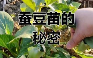 蚕豆苗图片怎么拍_蚕豆苗长什么样
