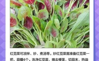 红苋菜怎么读_红苋菜拼音怎么写