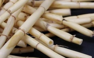 鲜芦根和干芦根的区别_鲜芦根与干芦根哪个更好