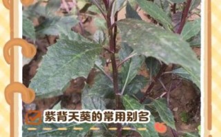 紫背天葵是毒还是药_紫背天葵的功效与禁忌