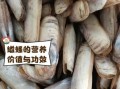 蛏子的鼻子能单独活吗_蛏子鼻子断了还能长出来吗