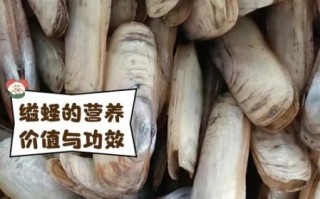 蛏子的鼻子能单独活吗_蛏子鼻子断了还能长出来吗