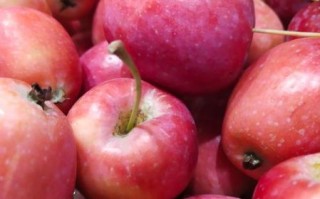 新鲜水果图片大全大图_哪些水果高清图最受欢迎