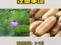 莲藕什么时候种植_莲藕种植最佳时间
