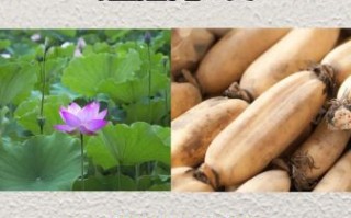 莲藕什么时候种植_莲藕种植最佳时间