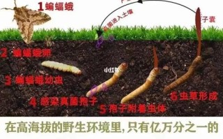 冬虫夏草怎么形成的_冬虫夏草生长过程