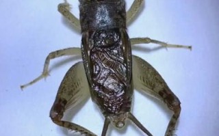 蟋蟀图片怎么拍_蟋蟀高清图片在哪找