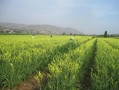黄花菜种植基地在哪里_黄花菜种植条件有哪些