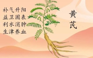 黄芪的功效与作用有哪些_黄芪的副作用是什么