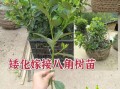 大茴香树苗怎么选_大茴香树苗图片怎么看