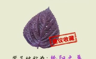 紫苏的功效与作用及食用方法_紫苏怎么吃最健康