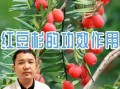 红豆杉的功效与作用禁忌_哪些人不能吃