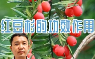 红豆杉的功效与作用禁忌_哪些人不能吃