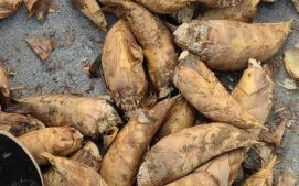 冬笋多少钱一斤_冬笋价格走势