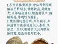 蝶鱼图片大全大图_如何分辨真假蝶鱼