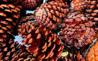 松果怎么吃_松果的食用方法