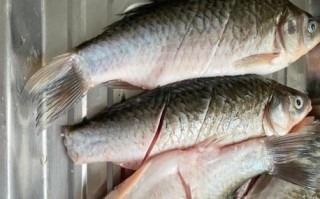 红烧鲫鱼怎么做_川味红烧鲫鱼的做法窍门