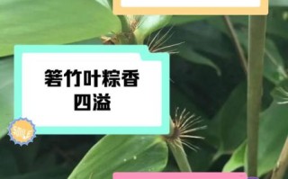 箬叶是什么_箬叶的功效与作用