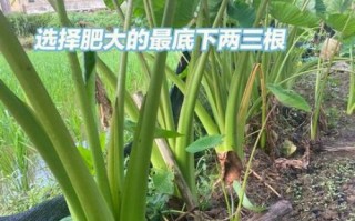 芋头苗酸菜怎么做_芋头苗酸菜腌制多久可以吃