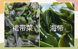 裙带菜和海带哪个营养高_海带和裙带菜营养对比