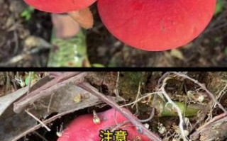 毒红菌和红菌的区别_如何辨别毒红菌与红菌