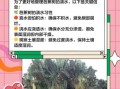 芭蕉怎么养_芭蕉多久浇一次水