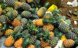 海菠萝的功效与作用_海菠萝怎么吃效果最好