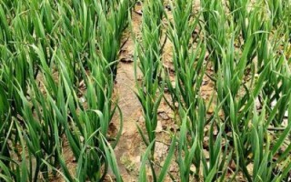 青蒜苗怎么种_青蒜苗种植技术