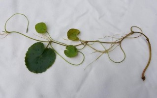 莼菜是什么菜_莼菜长什么样