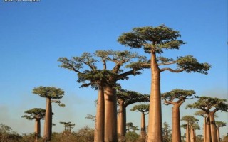 猴面包树图片高清_猴面包树真实照片在哪里找